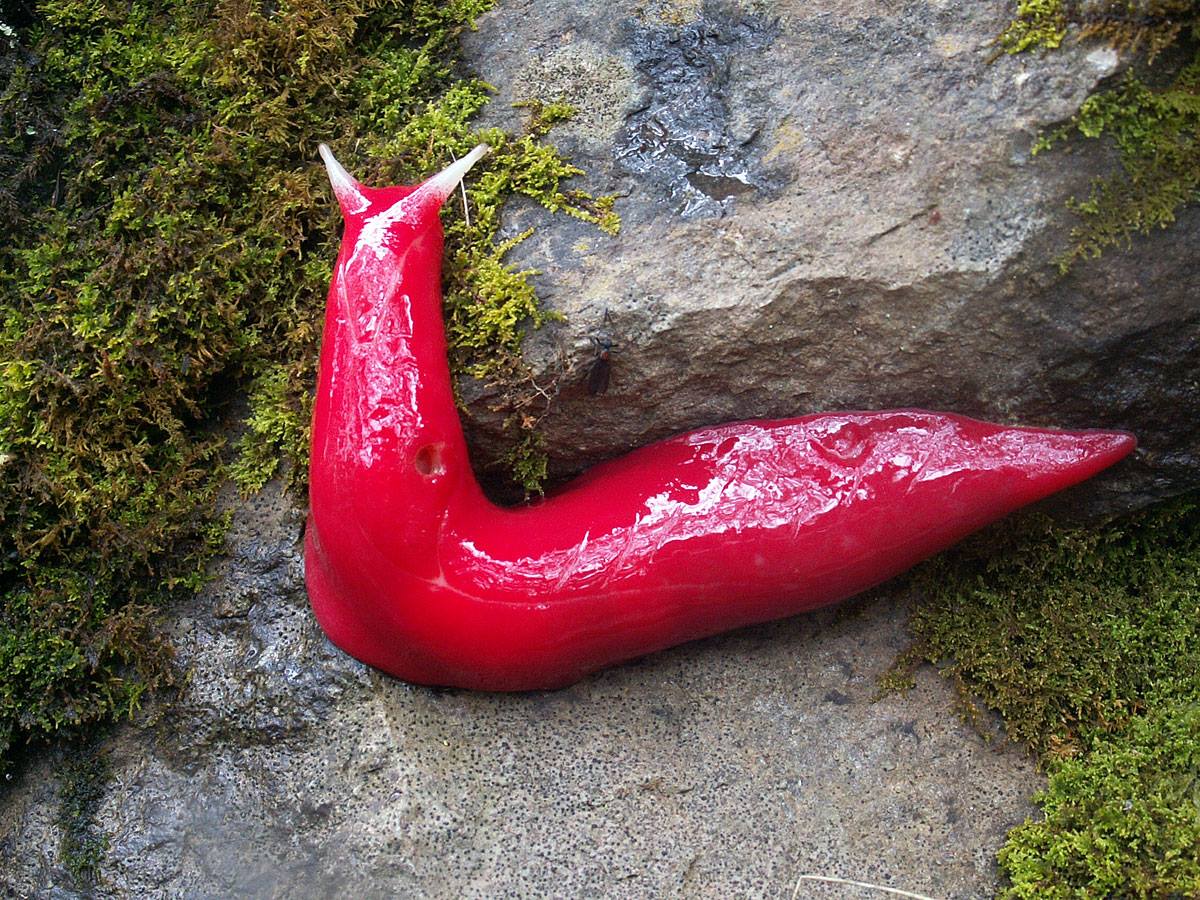Filler: Giant pink slug | Random moosages as I see fit.